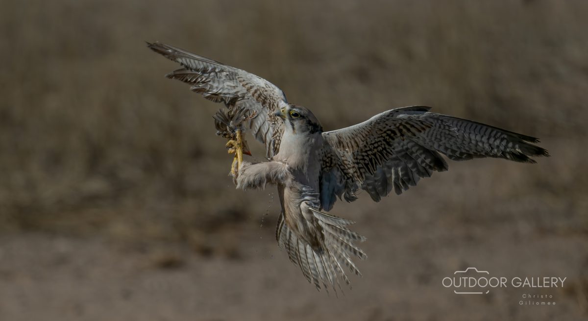 Kalk Bay at Sunrise - Wildlife Photography Tours - Outdoor Gallery ...
